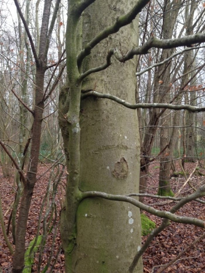 Phototropism Trees