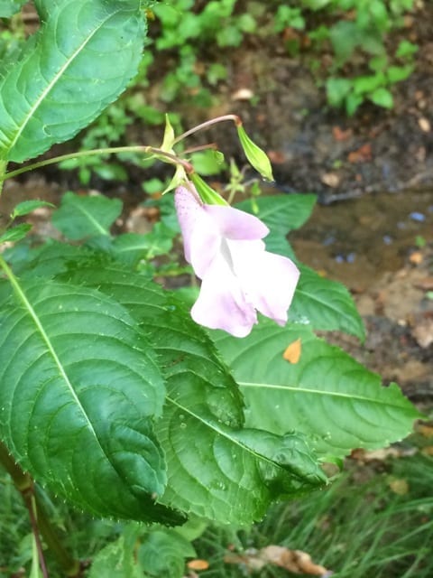 Himalayan Balsam in Sidney Wood - The Natural Navigator