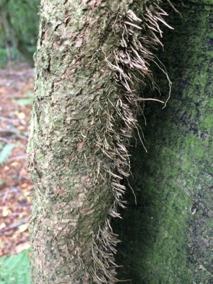 ivy | News | The Natural Navigator