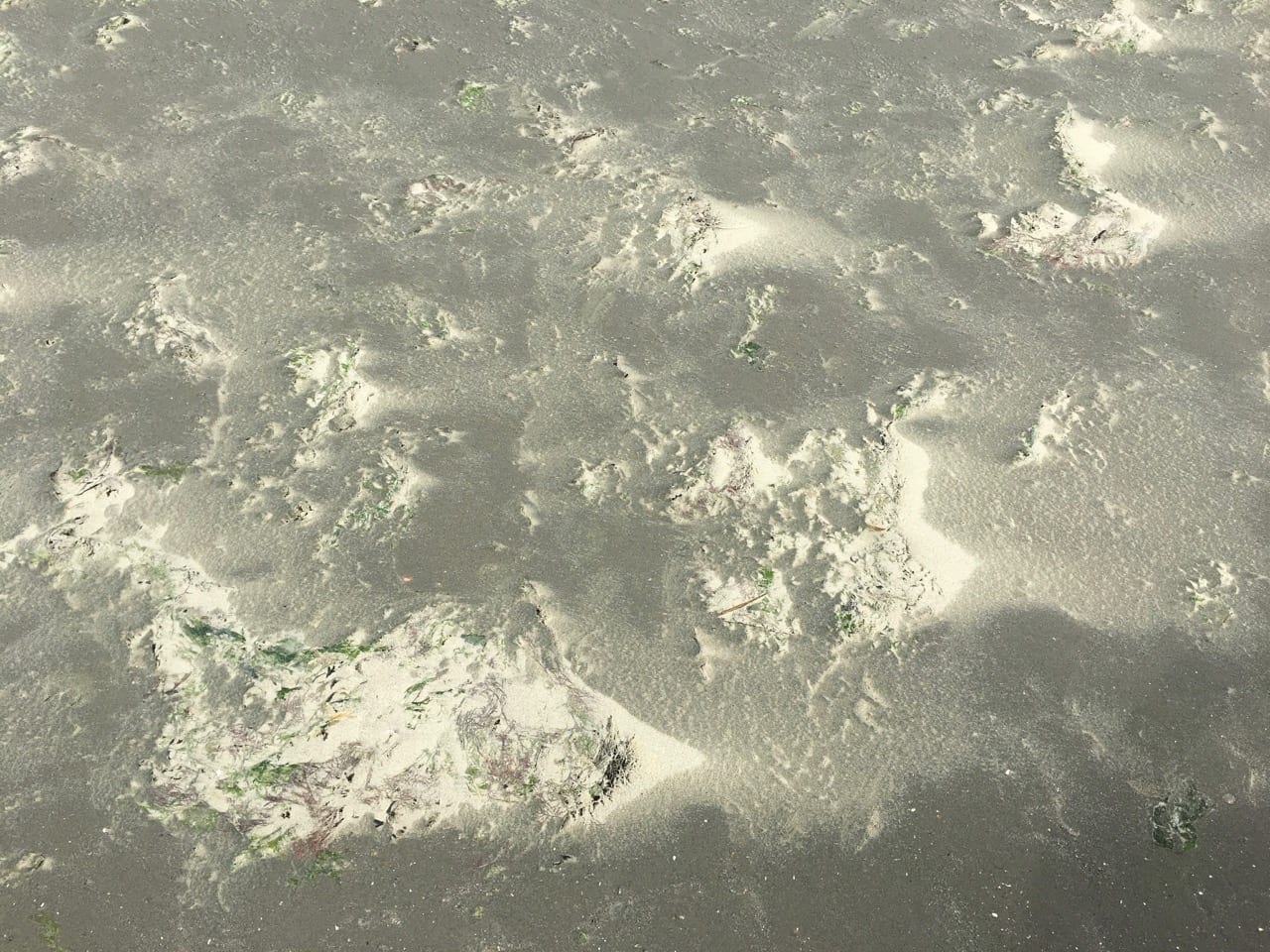 How to Make a Compass Out of Sand, Snow or Dust - The Natural Navigator