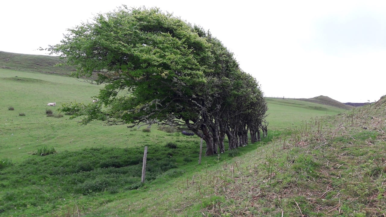 The Wedge Effect - The Natural Navigator