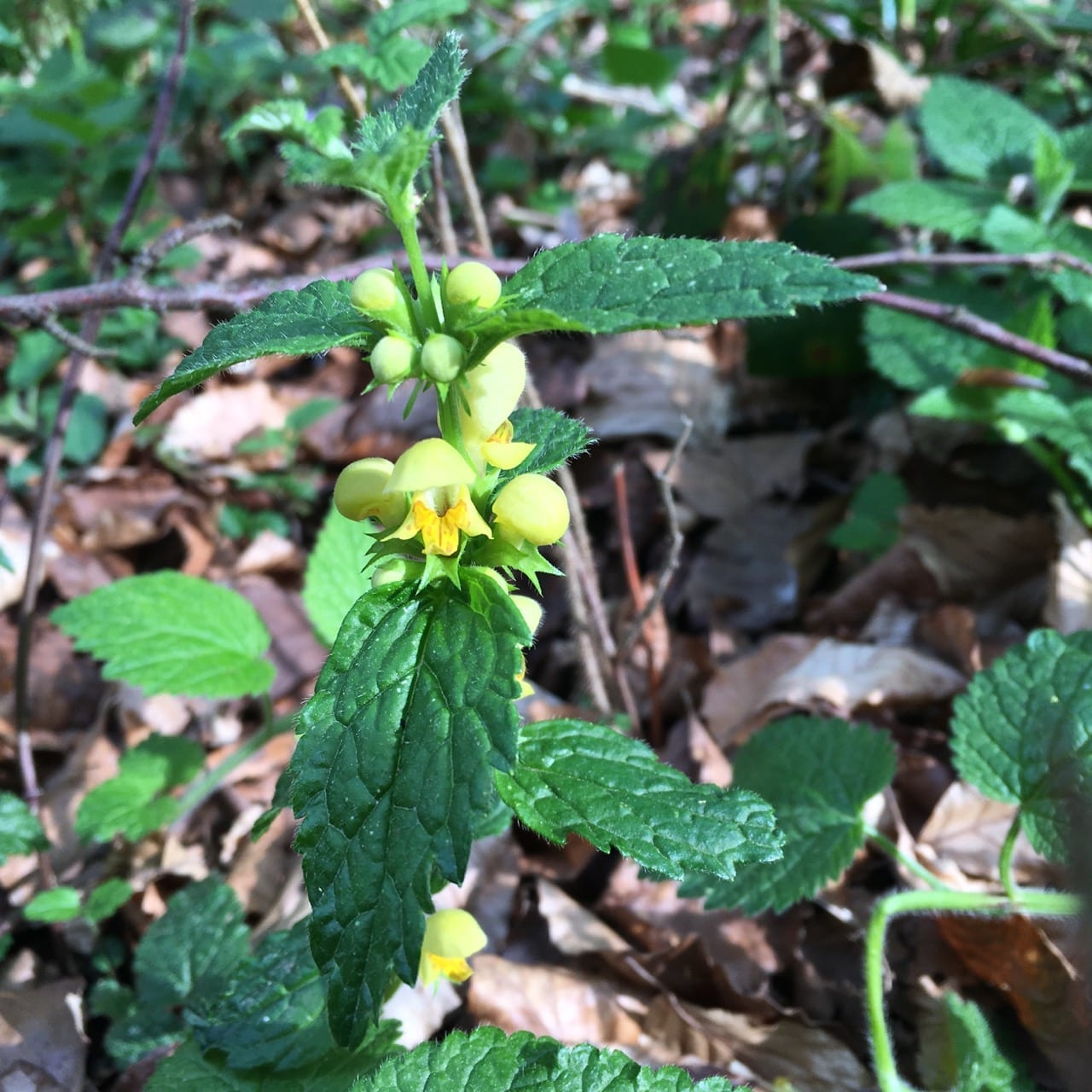 Yellow Archangel - Lamiastrum galeobdolon - The Natural Navigator