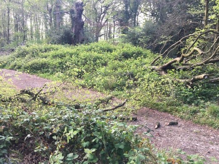 Beware the Beech's Branches - The Natural Navigator