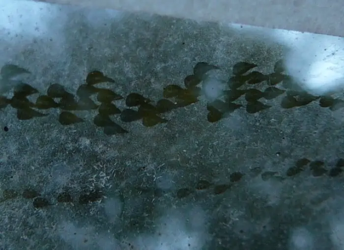 Snail Trails - The Natural Navigator