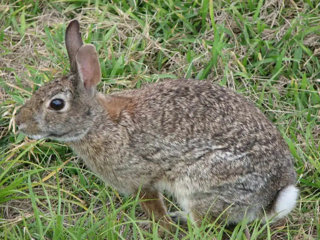 A Rabbit's Tail is a Sign - The Natural Navigator