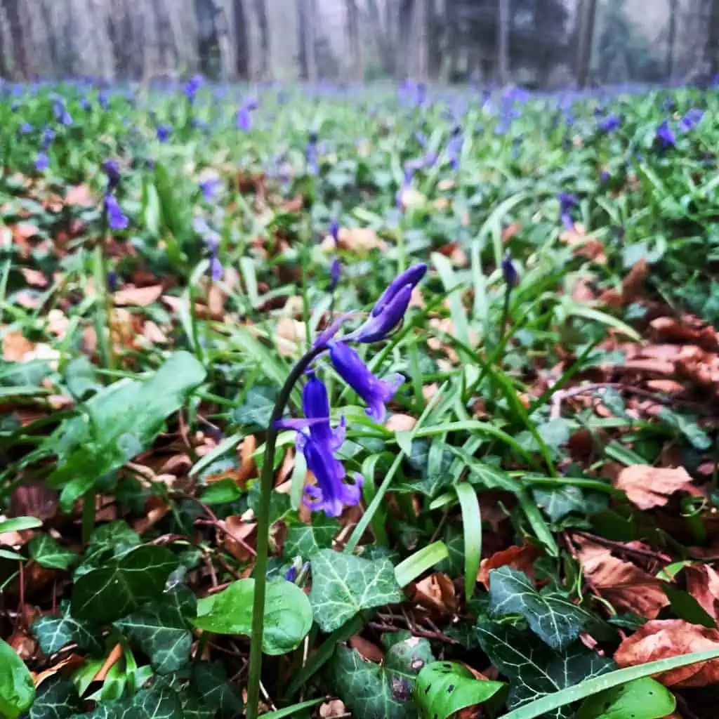 The Wonderful World of Natural Navigation - The Natural Navigator