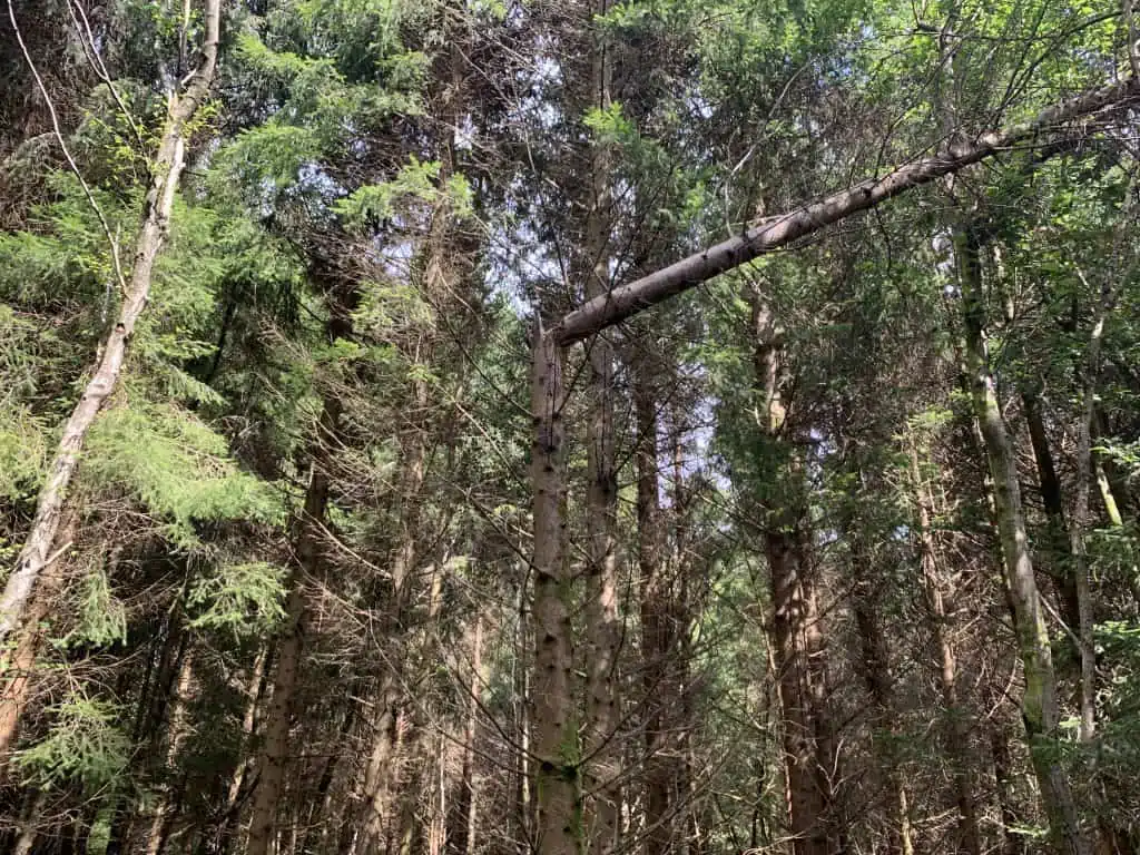 What's the difference between 'windthrow' and 'windsnap' in trees ...