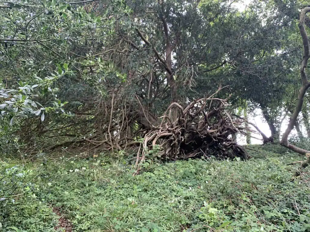 What's the difference between 'windthrow' and 'windsnap' in trees ...