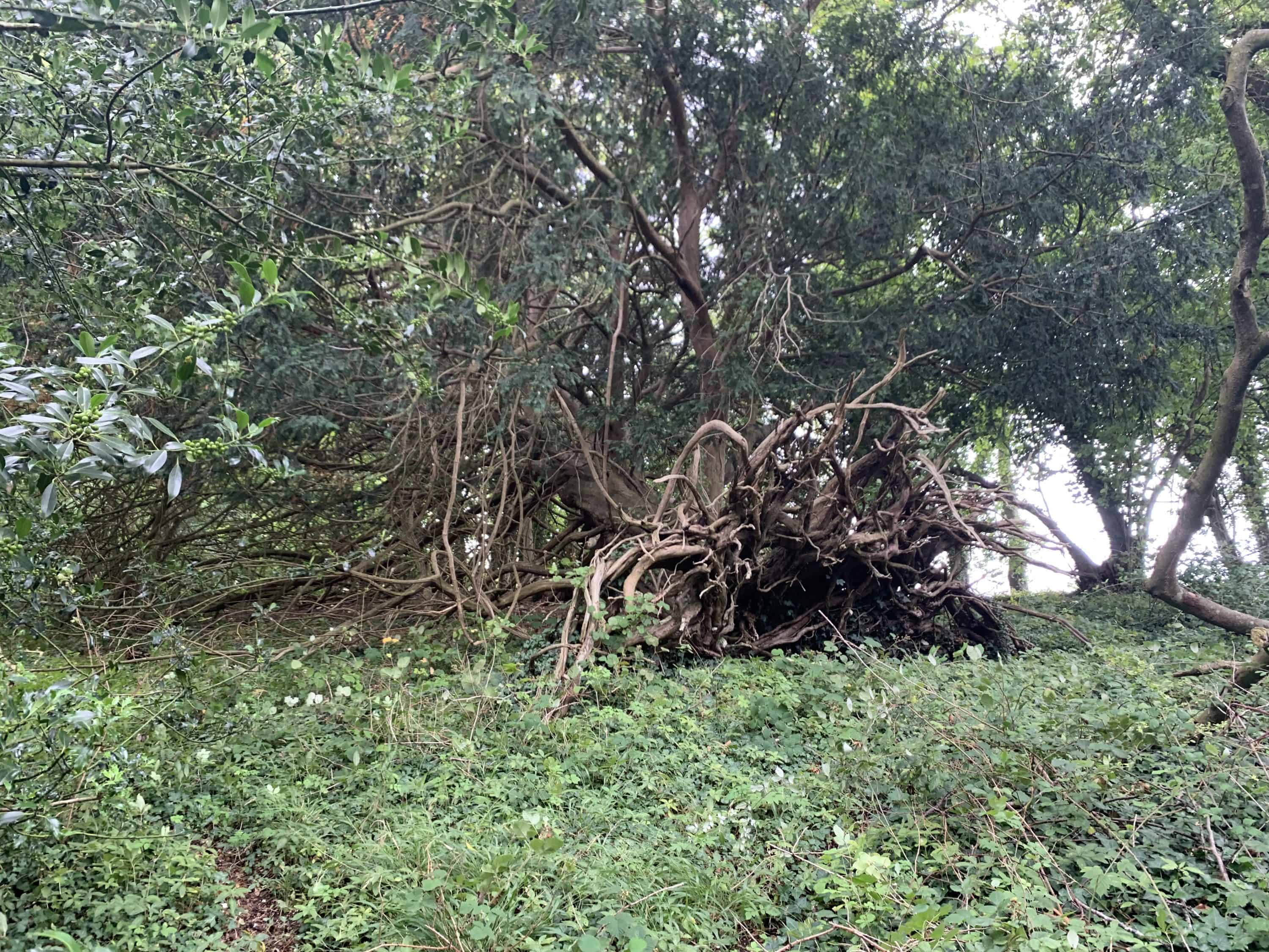 What's the difference between 'windthrow' and 'windsnap' in trees ...