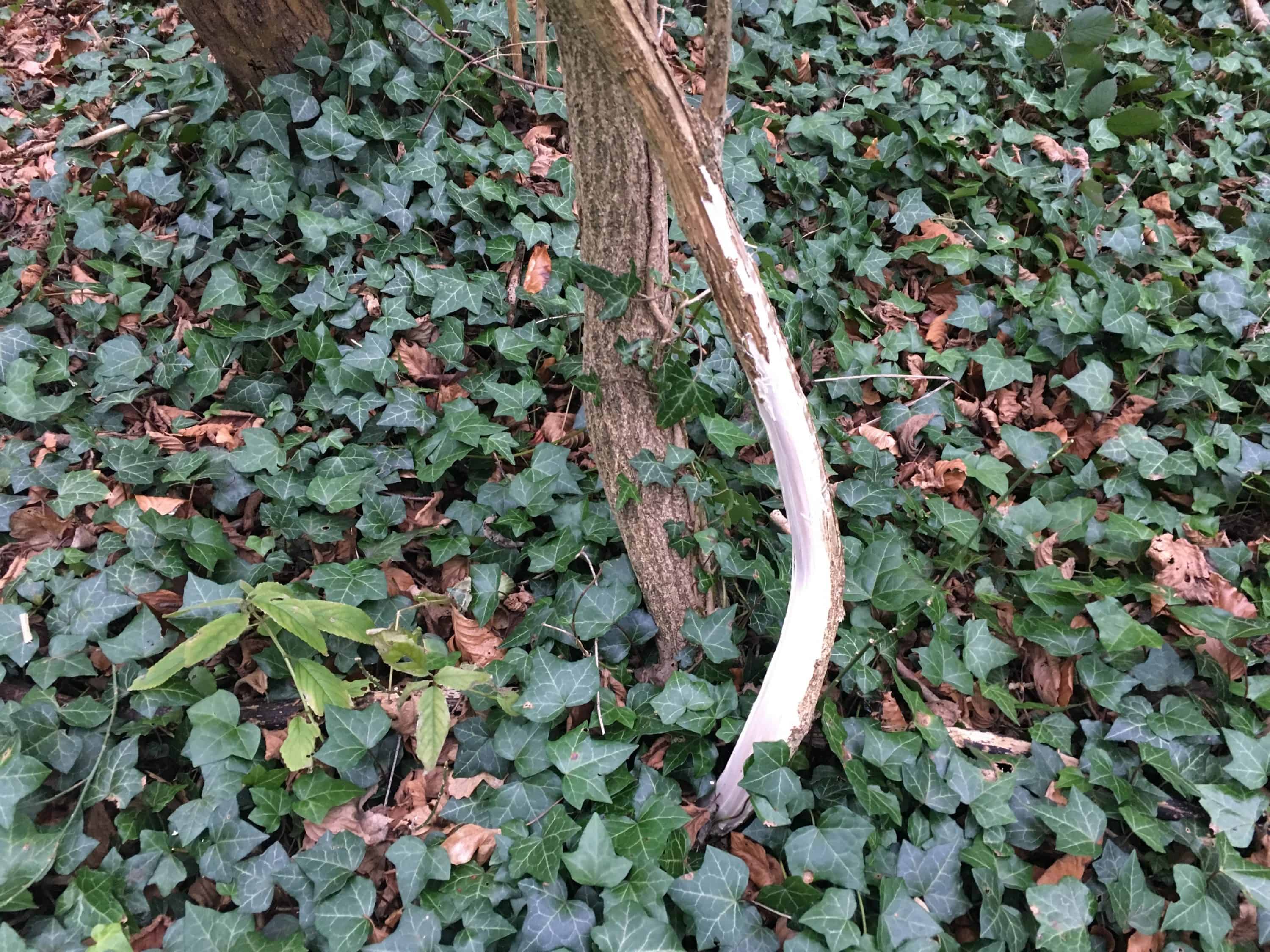 How to Find Your Way Using Ivy - The Natural Navigator