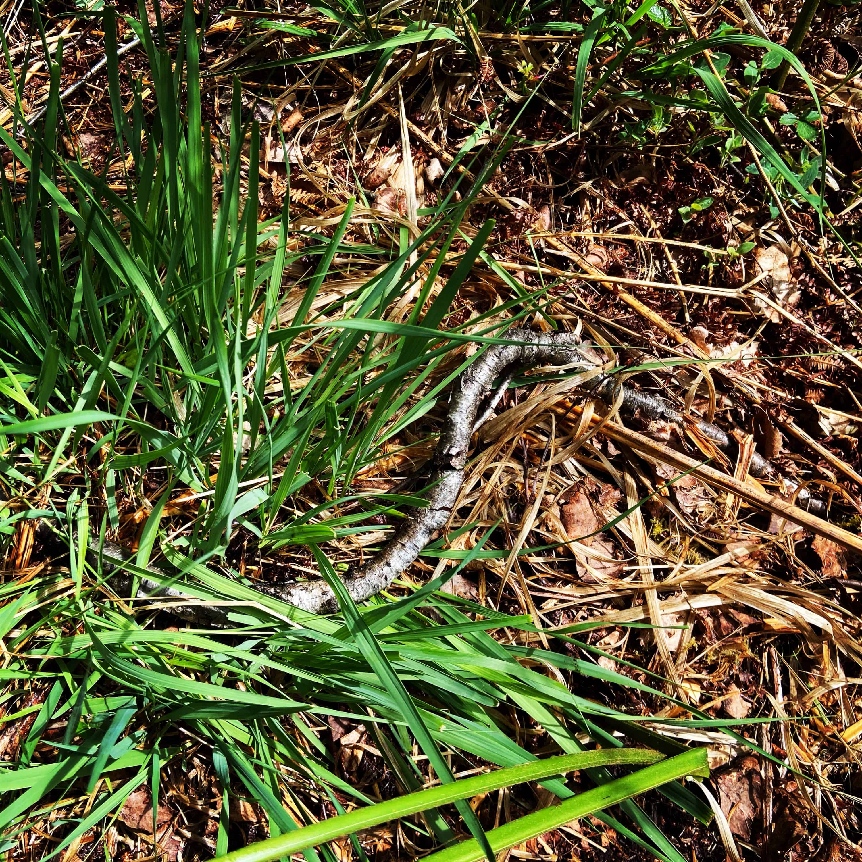 Fast Recognition of Wild Shapes - The Natural Navigator