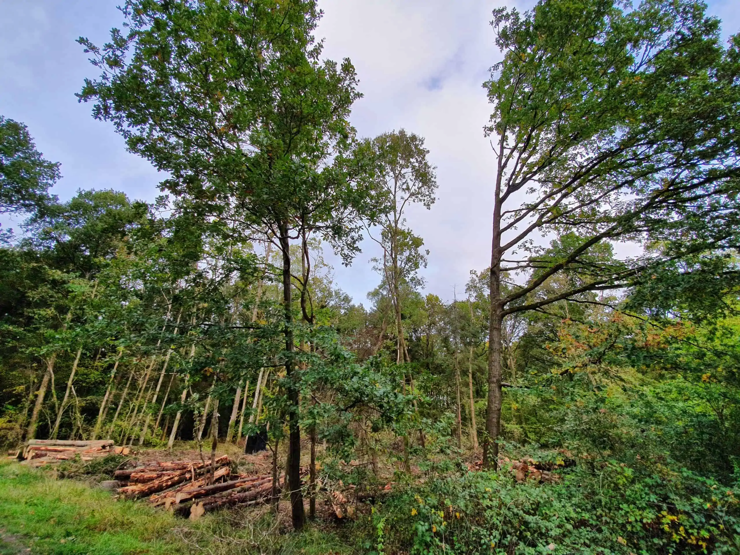 The 'Escape from the Woods Effect' in Trees - The Natural Navigator