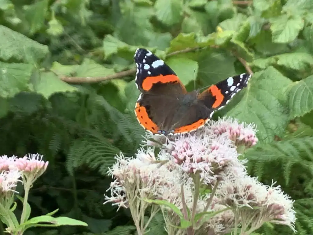 The Wonderful World of Natural Navigation - The Natural Navigator