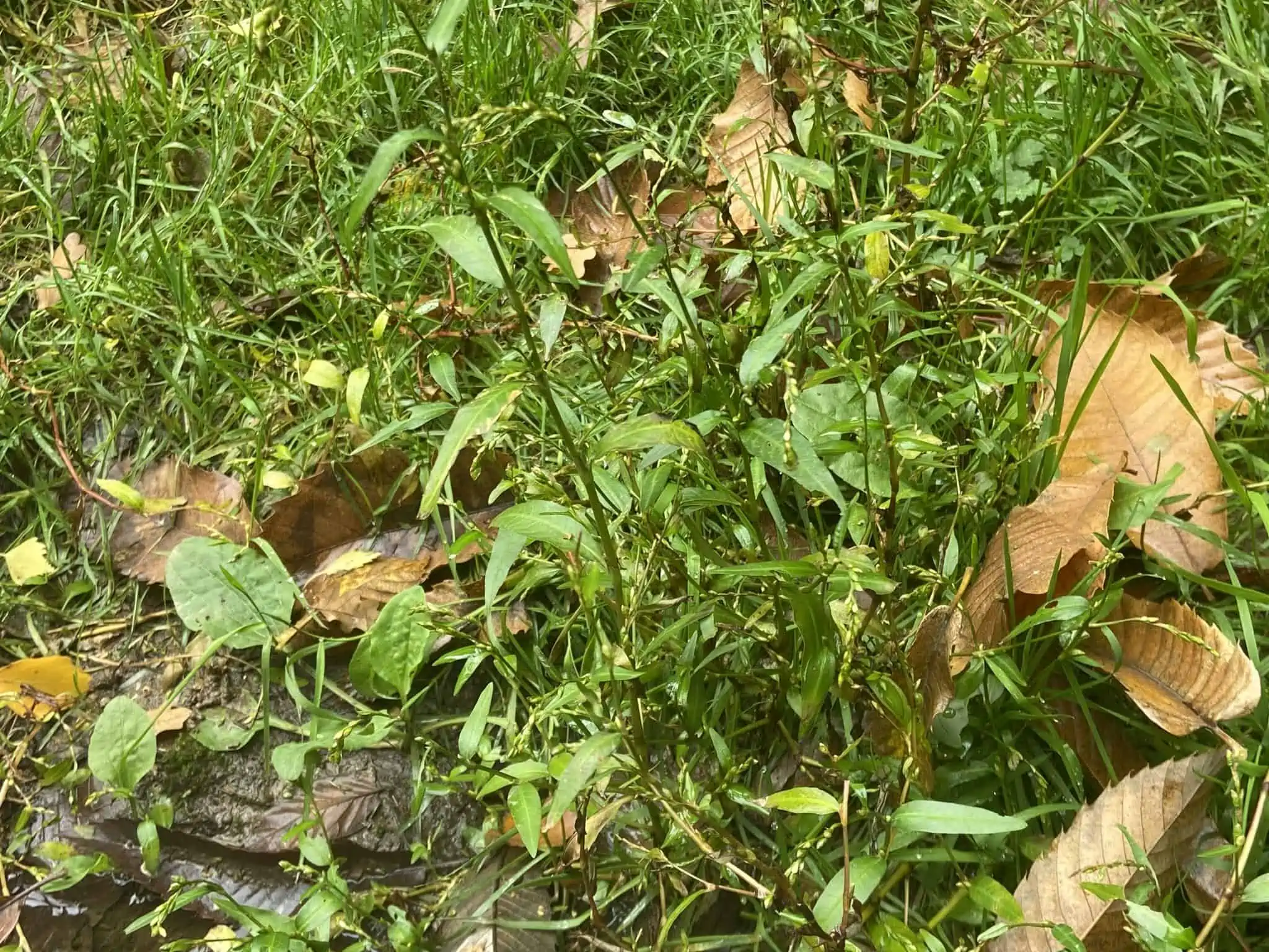 Water-pepper, Persicaria hydropiper - The Natural Navigator
