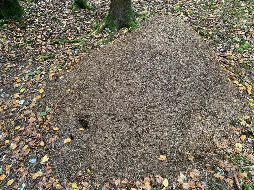 How to Navigate Using Anthills - The Natural Navigator