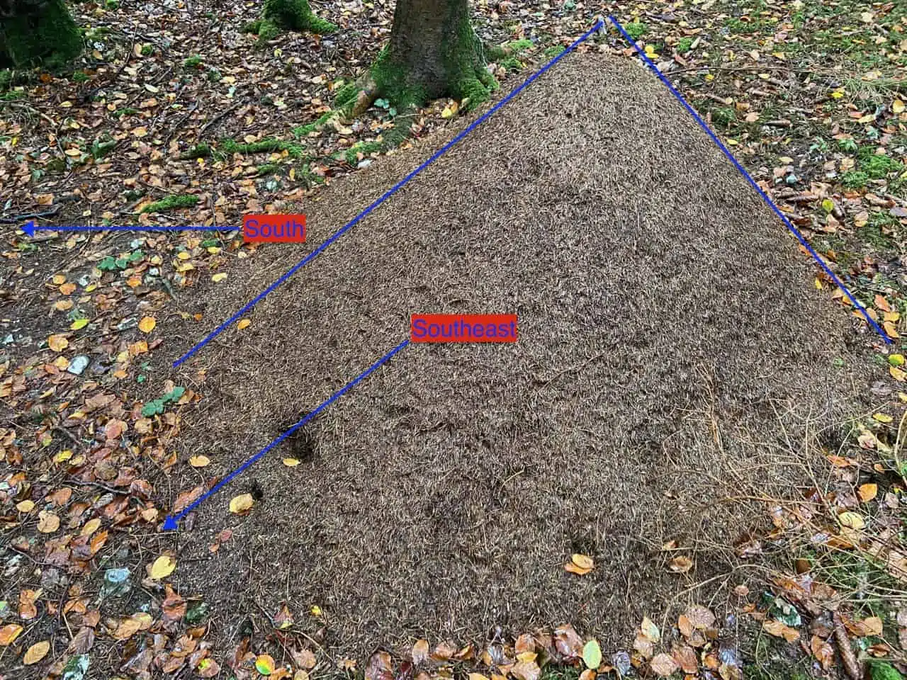 How to Navigate Using Anthills - The Natural Navigator How to Navigate Using Anthills - The Natural Navigator
