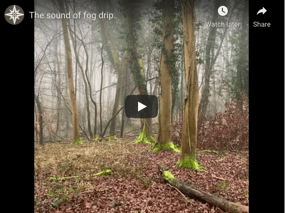 The Sound of Fog Drip - The Natural Navigator