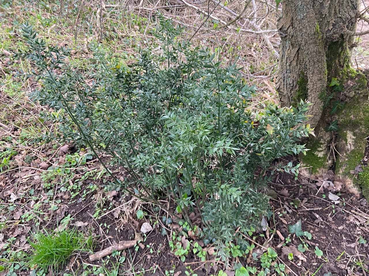 Butcher's Broom - Ruscus aculeatus - The Natural Navigator