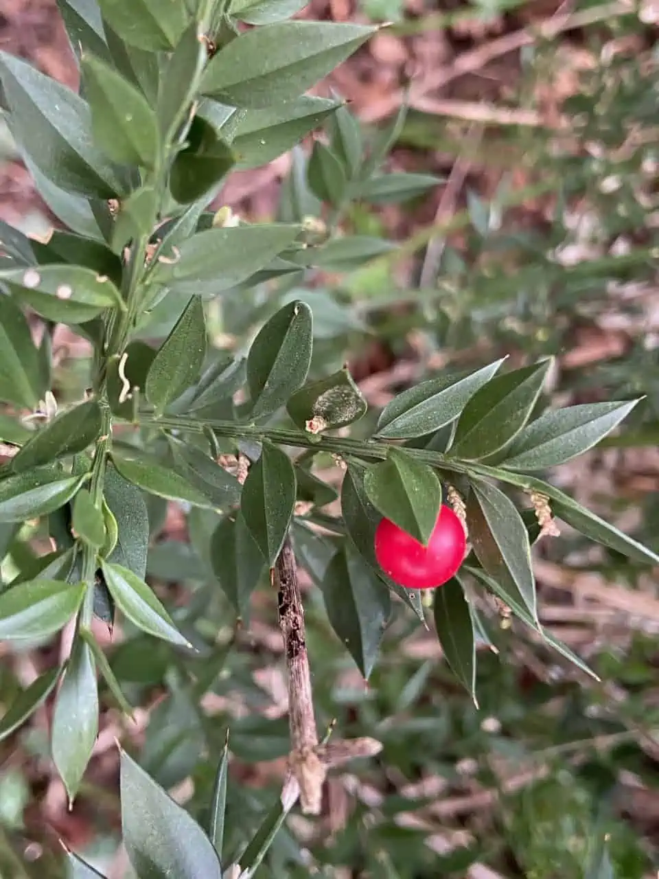 Butcher's Broom - Ruscus aculeatus - The Natural Navigator