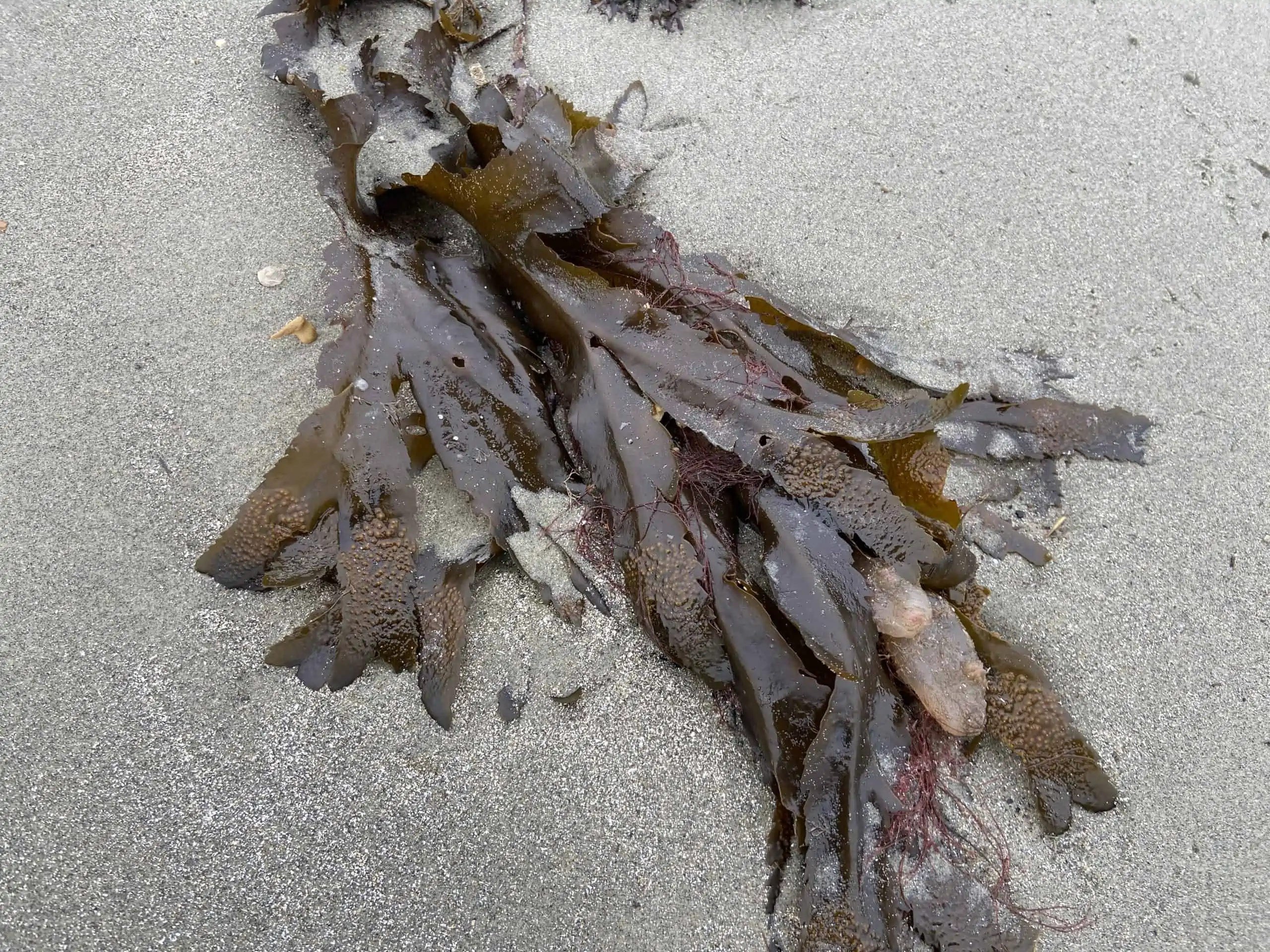 How to Make a Map Using Seaweeds - The Natural Navigator