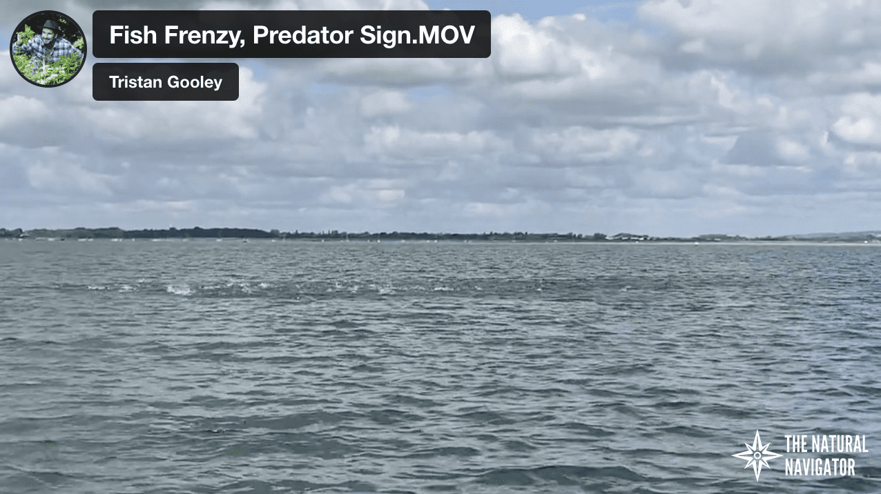 The Natural Navigator: Find your way using nature