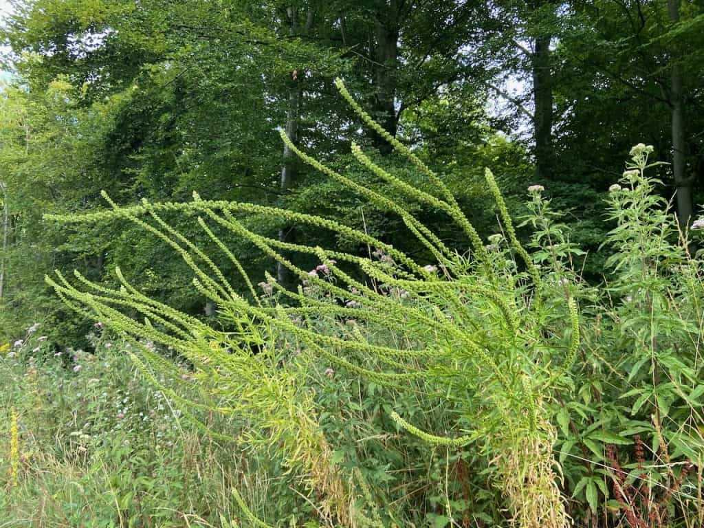 Wayfinding with Weld - Reseda luteola - The Natural Navigator