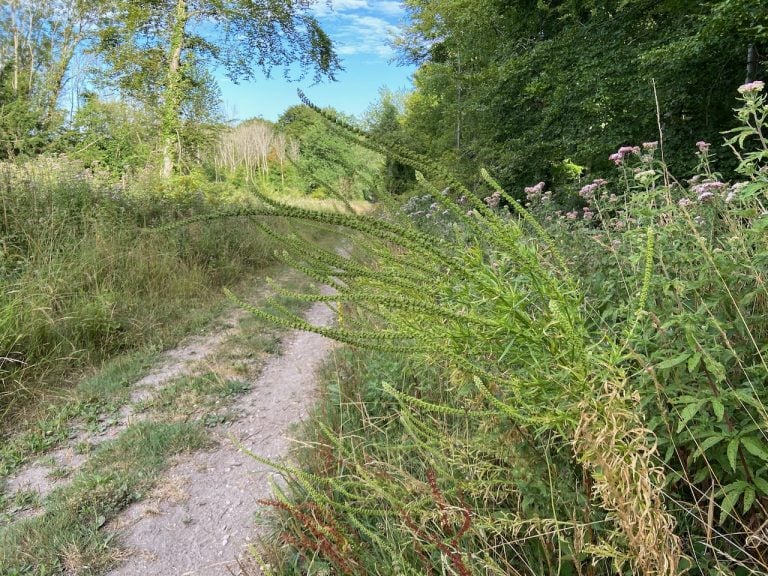 How to navigate using Plants - The Natural Navigator