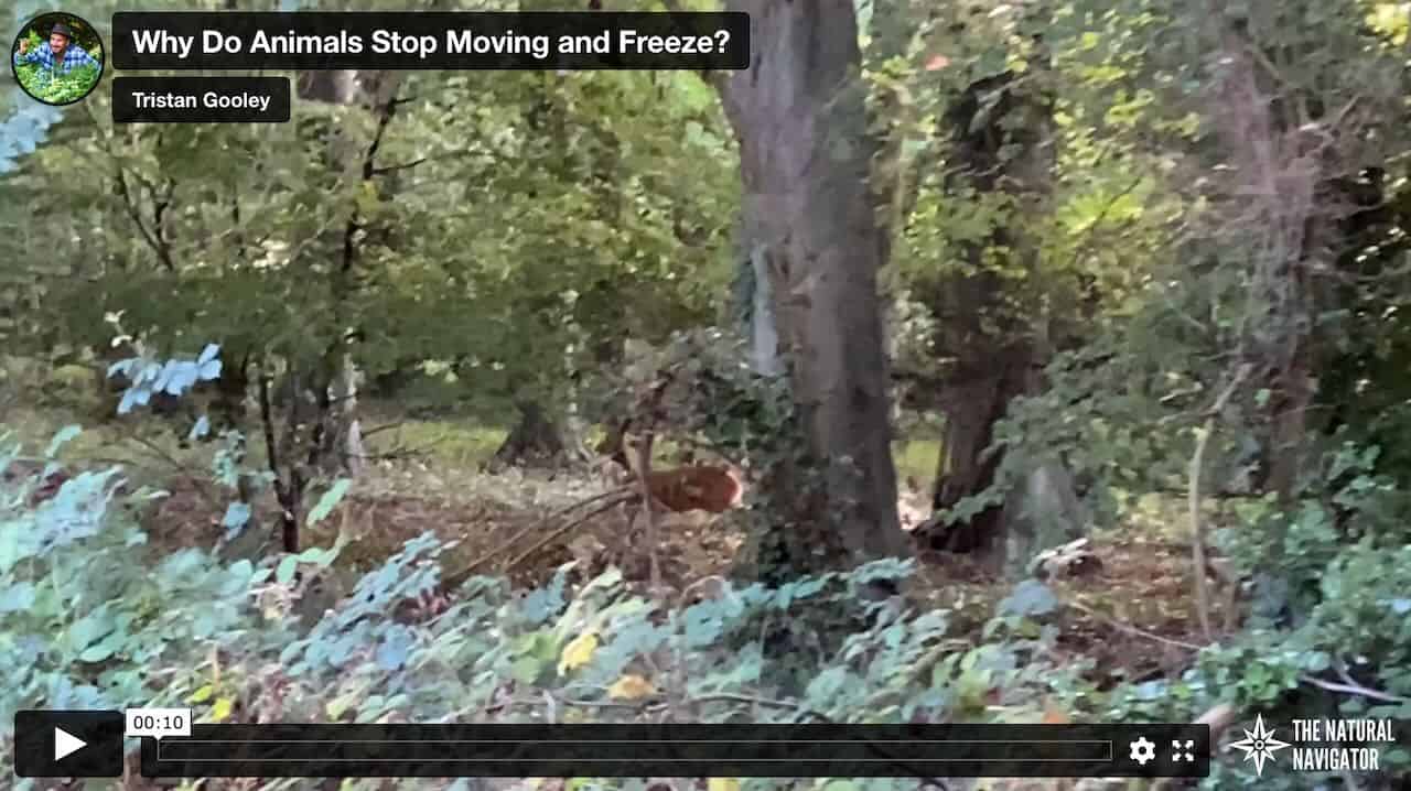 How to find your way using Animals - The Natural Navigator