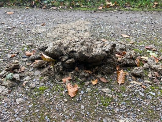 How to Find Your Way Using Horse Dung - The Natural Navigator