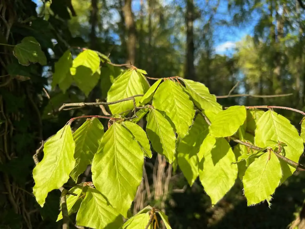 Leaves are a Lighter Colour in Early Spring - The Natural Navigator