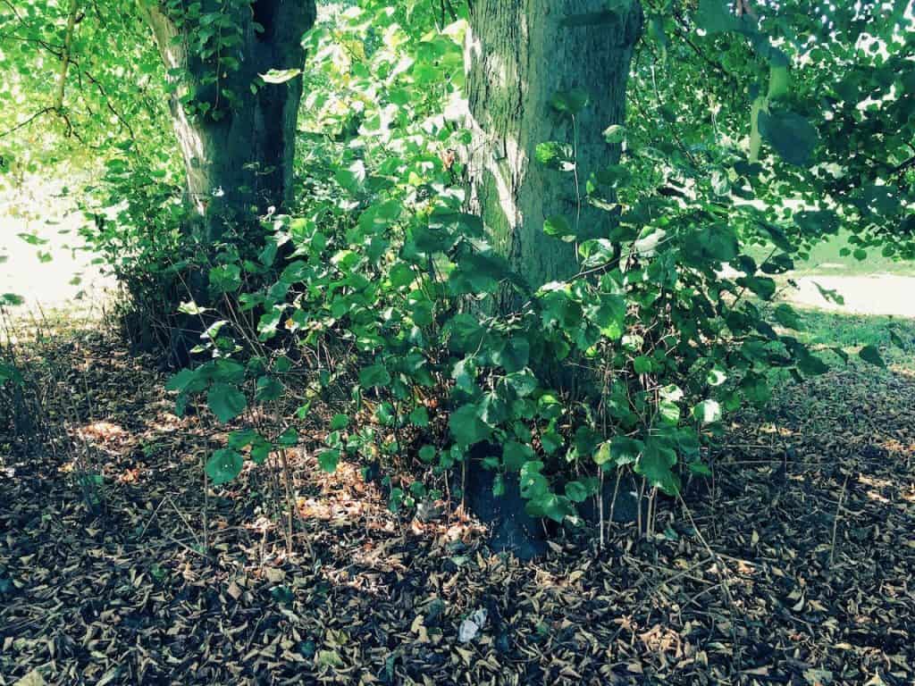 Leaves are a Lighter Colour in Early Spring - The Natural Navigator