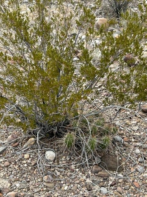 Creosote Bush In Desert