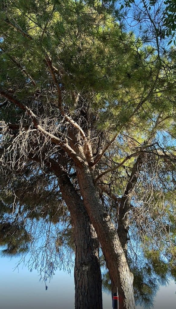 The Natural Navigator: Find your way using nature