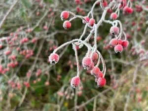 What is Rime Ice? - The Natural Navigator