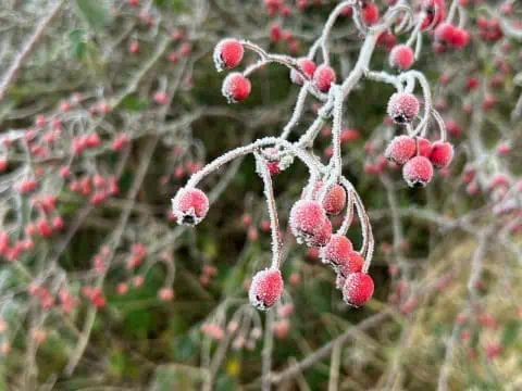 What is Rime Ice? - The Natural Navigator