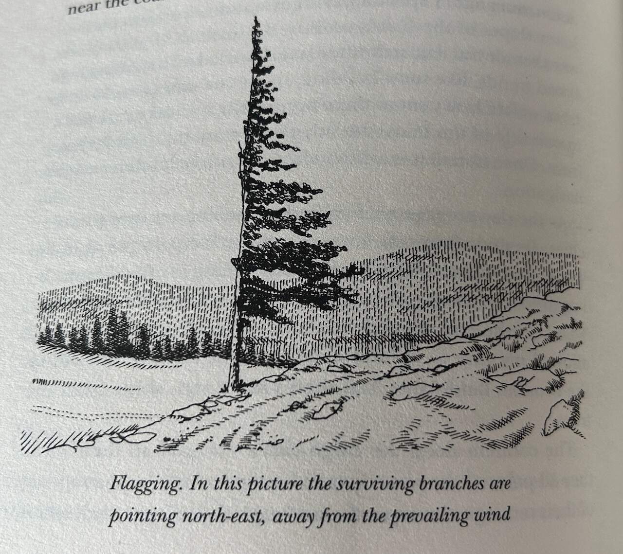 What is Flagging in Trees? - The Natural Navigator