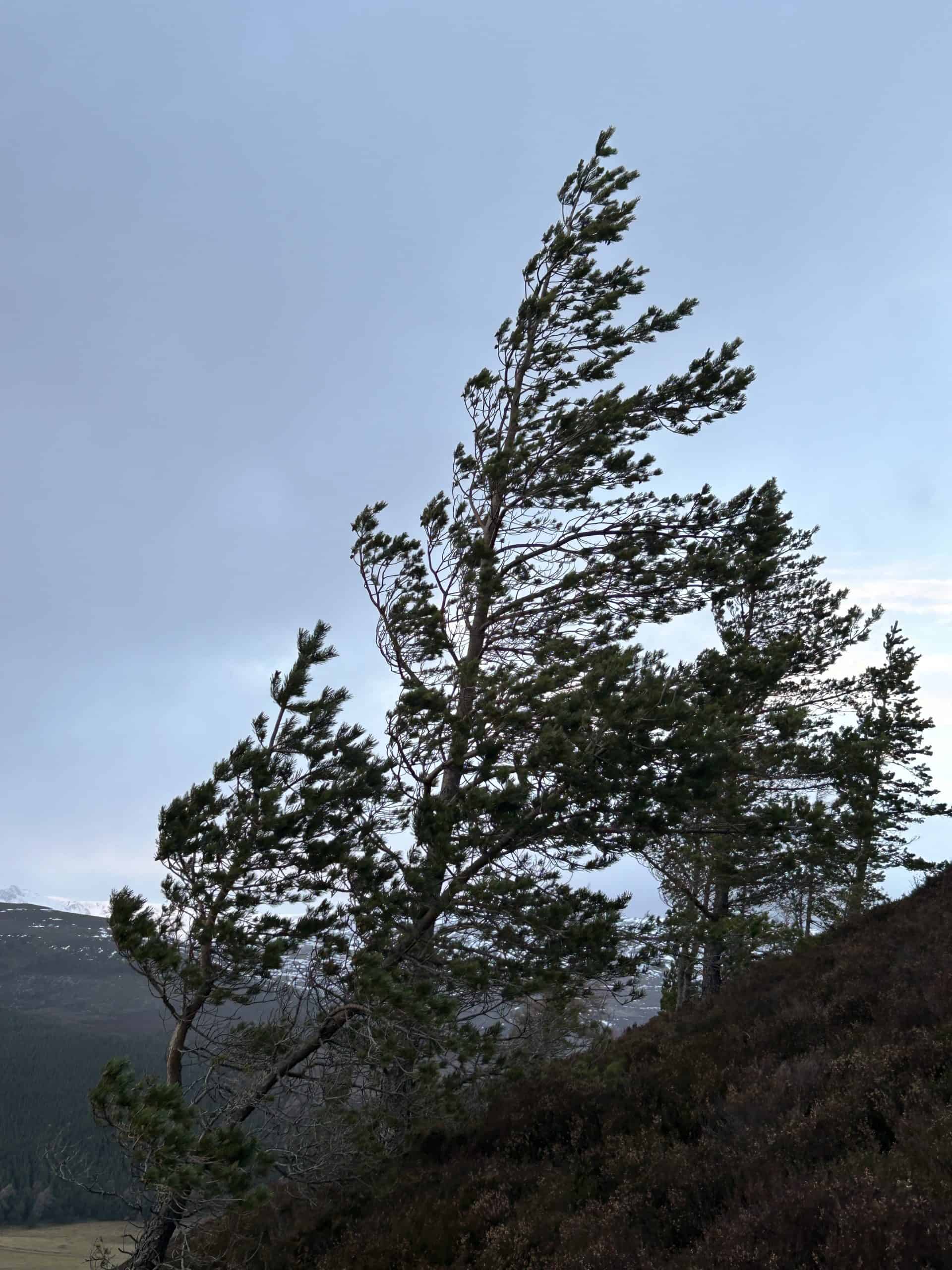 What is Flagging in Trees? - The Natural Navigator