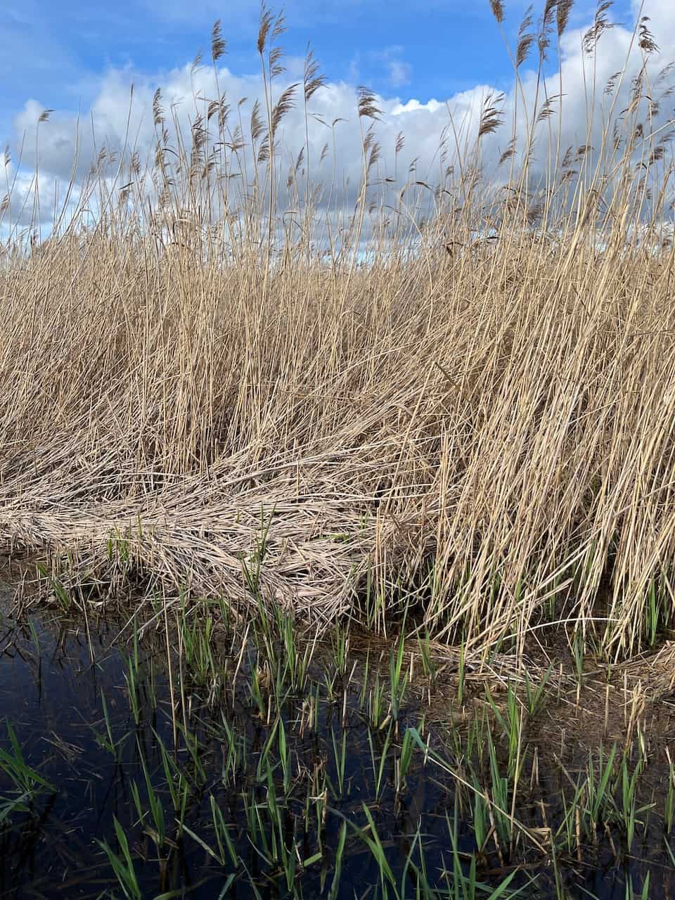 Into the Reeds - The Natural Navigator