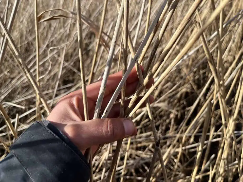 Into the Reeds - The Natural Navigator