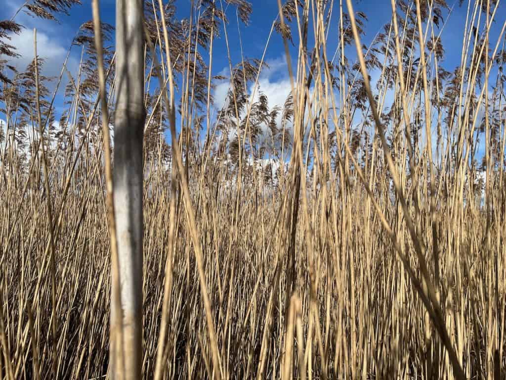 Into the Reeds - The Natural Navigator