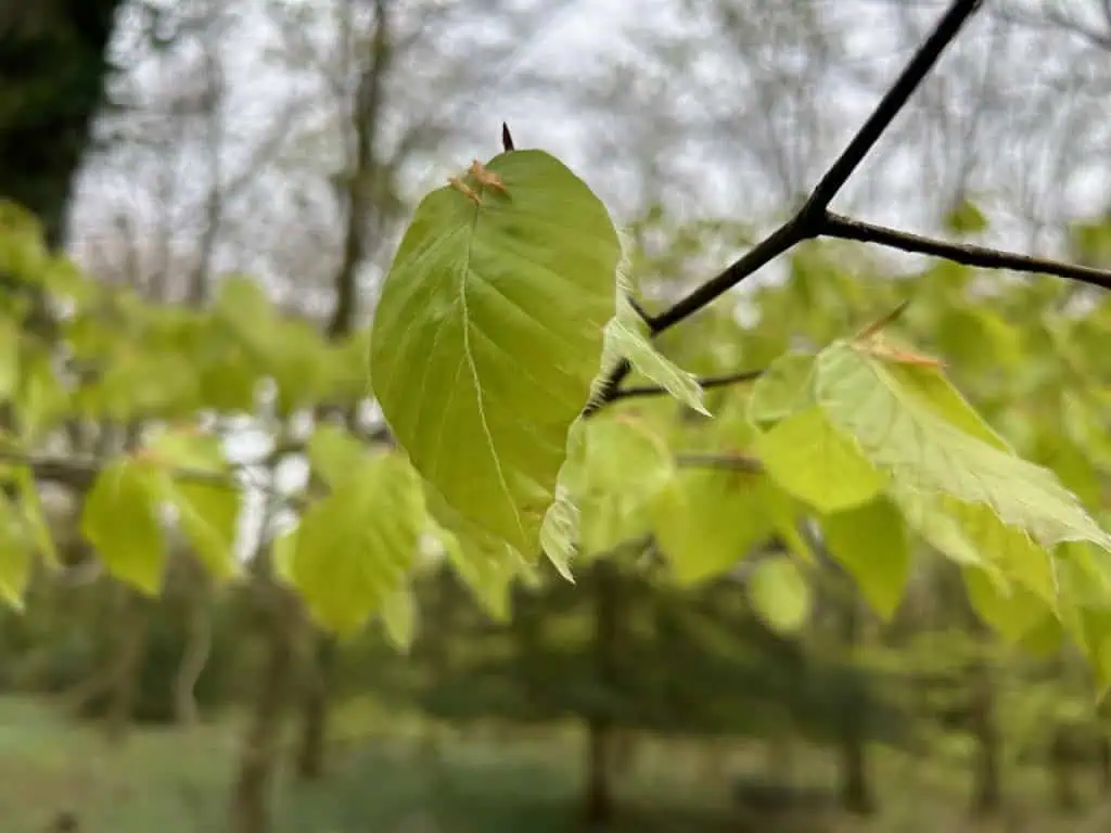 Is There a Reason Why Some Leaves Are Hairy? - Things with fur