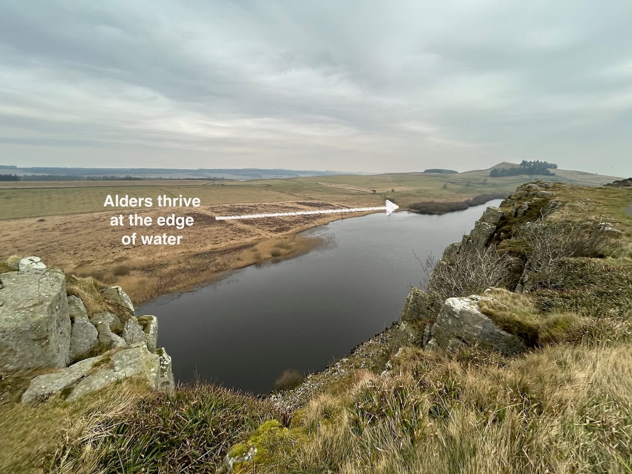 How to Use Plants to Map Wet Ground - The Natural Navigator