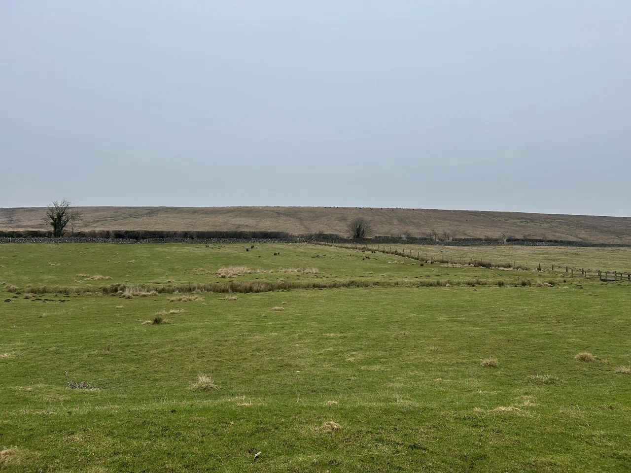 How to Use Plants to Map Wet Ground - The Natural Navigator