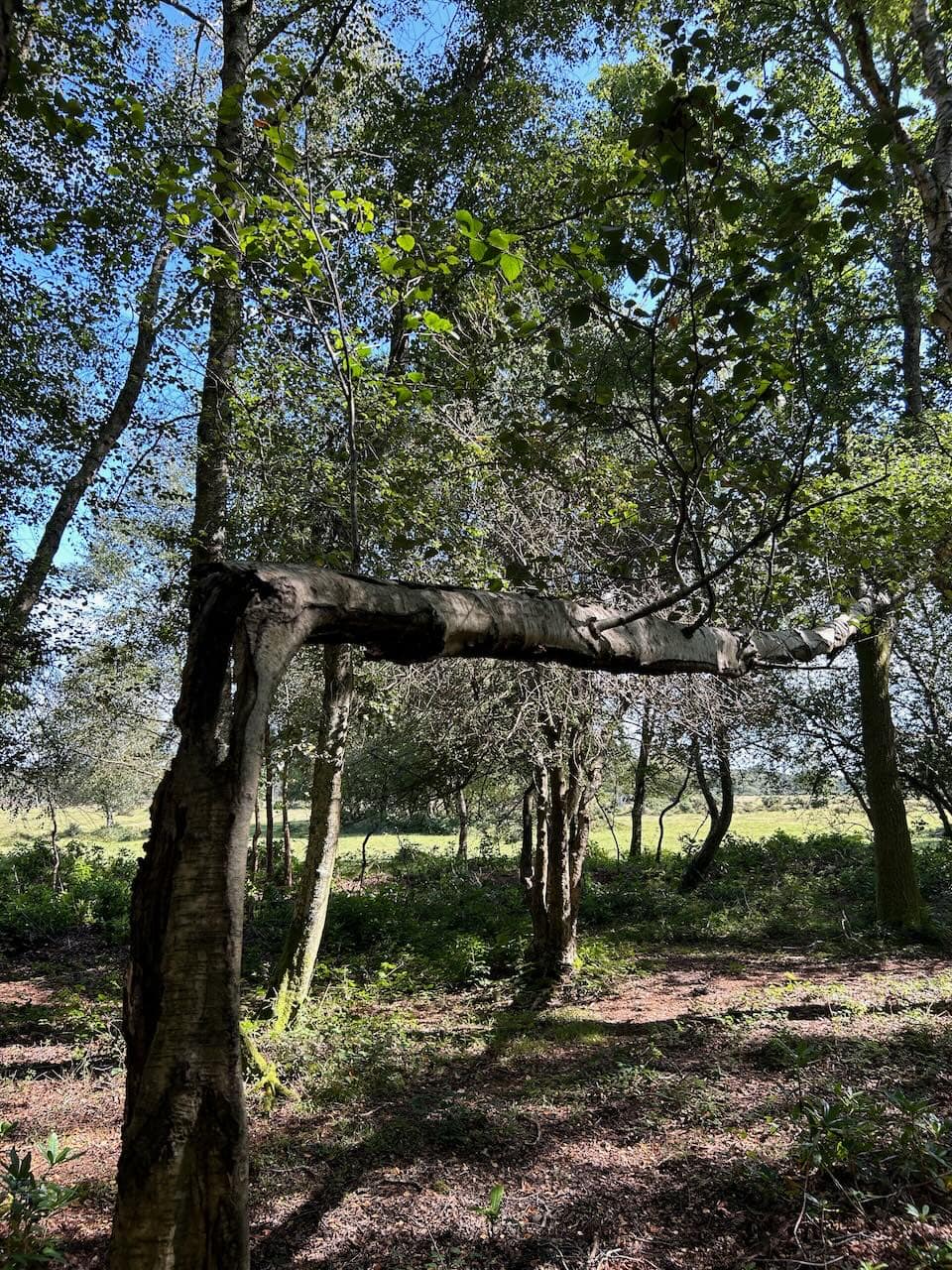 The Challenge of Ageing Trees - The Natural Navigator