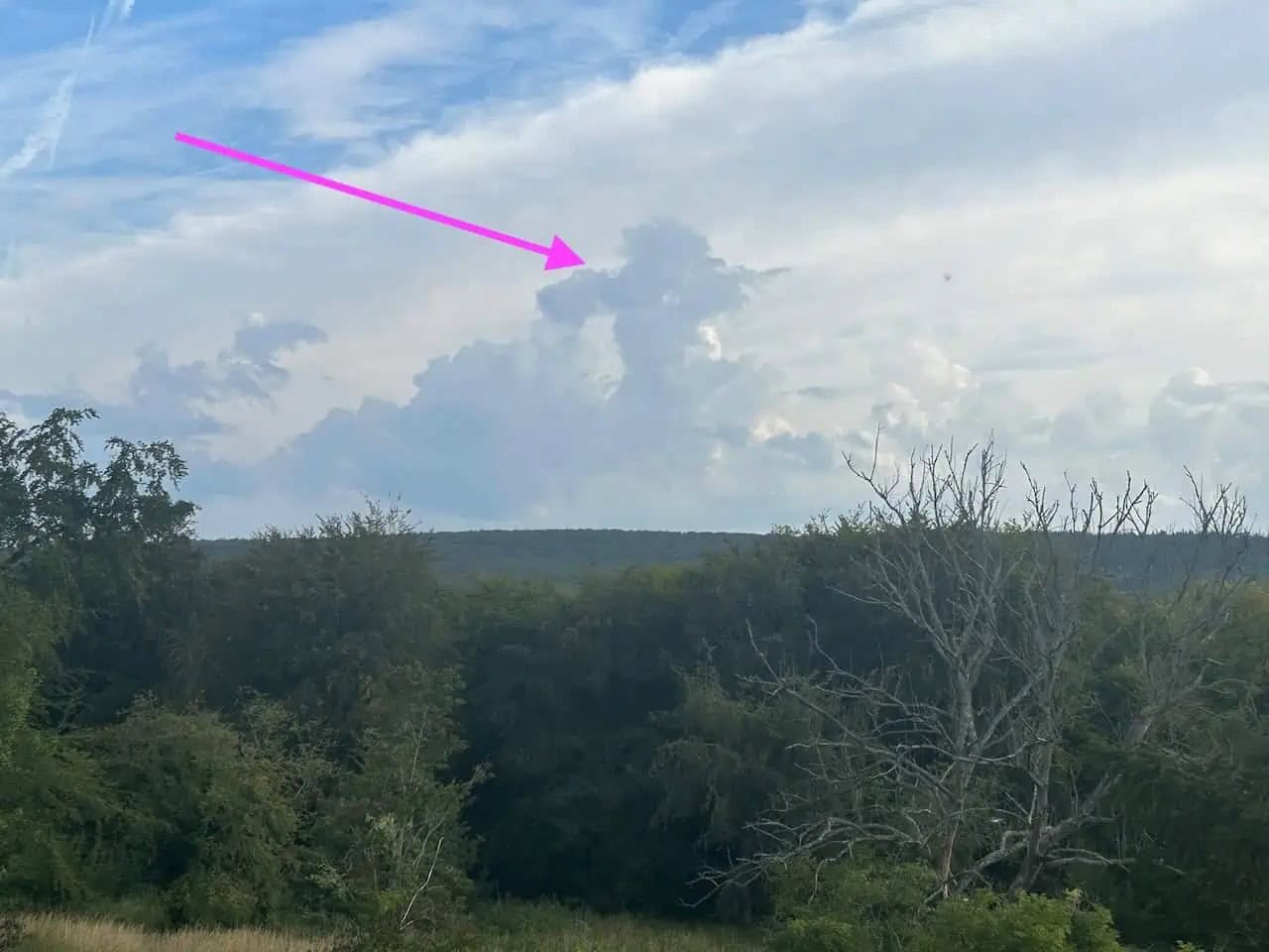 The Natural Navigator: Find your way using nature