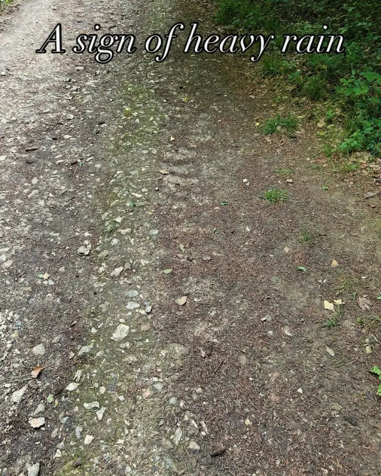 The Natural Navigator: Find your way using nature