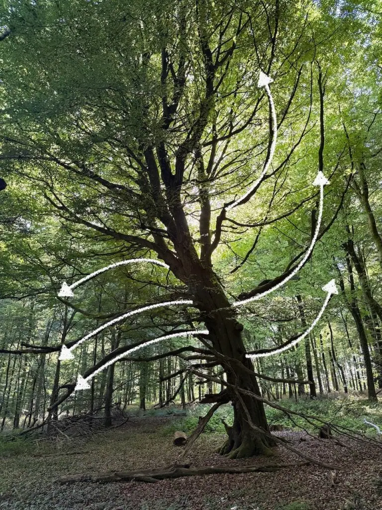 The Meaning of Tree Branches - The Natural Navigator