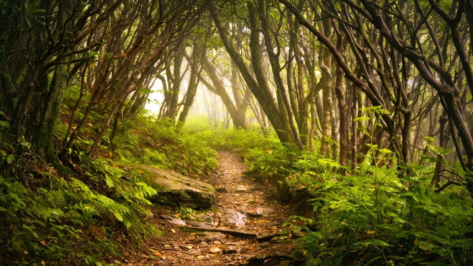 What's the difference between 'windthrow' and 'windsnap' in trees ...