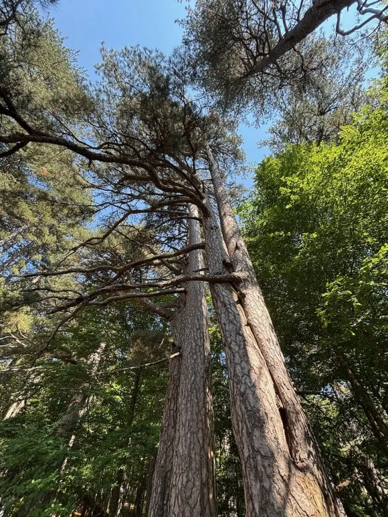 An Italian Poem for Tree-Lovers - The Natural Navigator