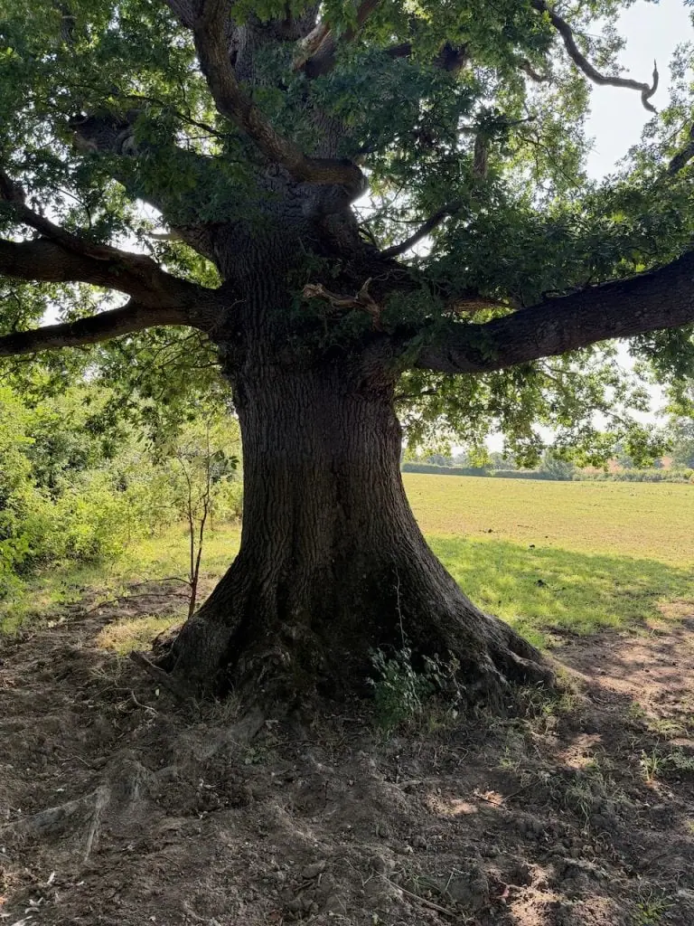 The Natural Navigator: Find your way using nature